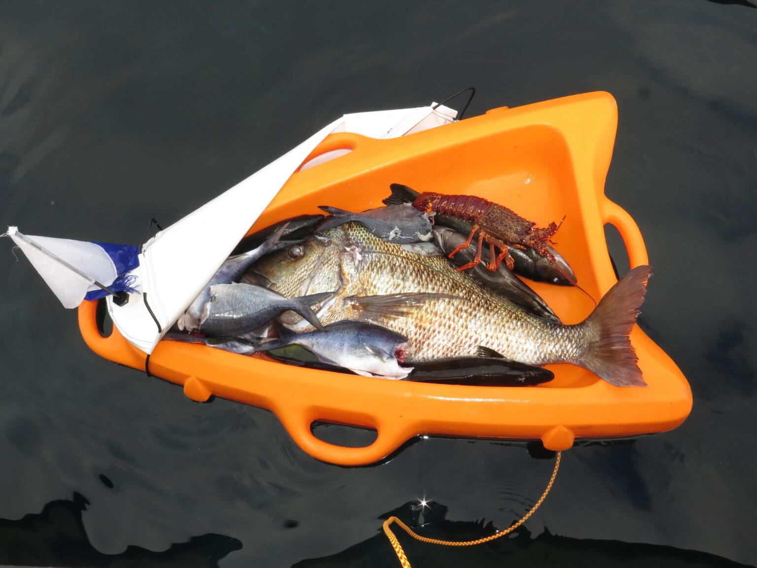 Wettie Float Boat (Large) - Wettie NZ | Spearfishing Wetsuits & Dive ...